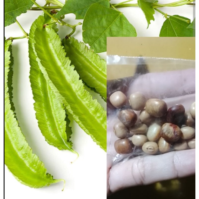 Sigarilyas/Wing beans/Karabansos (6seeds) | Shopee Philippines