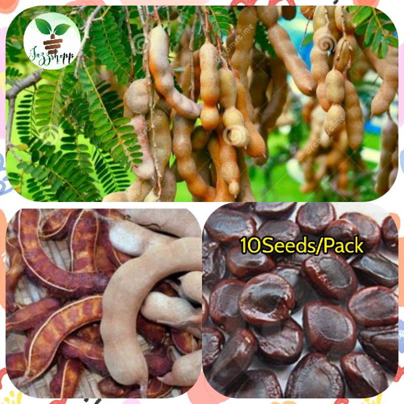 Sampaloc Seeds / Sweet Tamarind seeds for planting/Sampalok Matamis ang ...