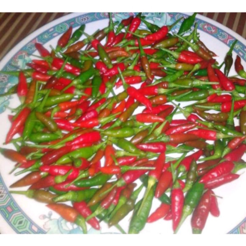 Native Siling Labuyo Seeds/Seeds for Planting(wild chili) 15seeds per ...