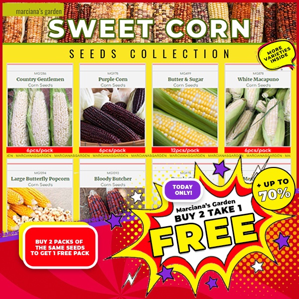 SWEET CORN SEEDS COLLECTION - SWEET CORN SEEDS GROUP - HYBRID CORN ...