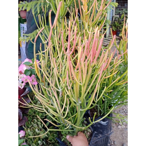 Euphorbia Tirucalli (Fire stick)(commonly known as red pencil tree ...