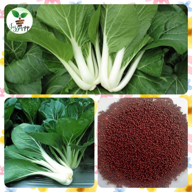 Pechay Seeds Black Behi seeds for planting (100Grams) | Shopee Philippines