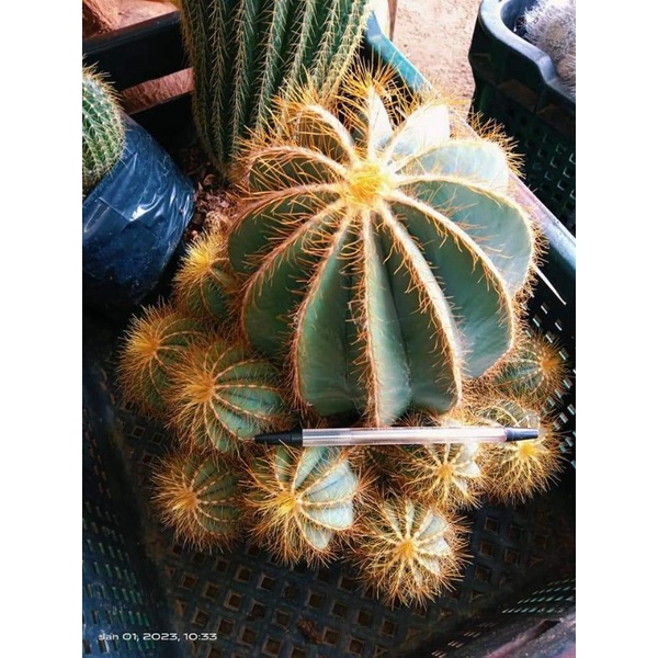 PARODIA CACTUS (xxl) | Shopee Philippines