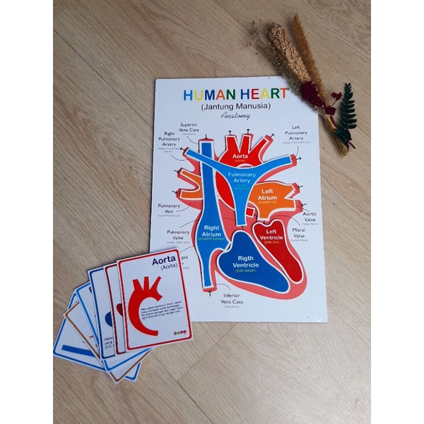 Magnetic Board Anatomy Of Human Heart Magnetic Puzzle For Elementary ...
