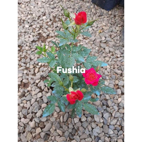 PITI MINI ROSES (fuschia) | Shopee Philippines
