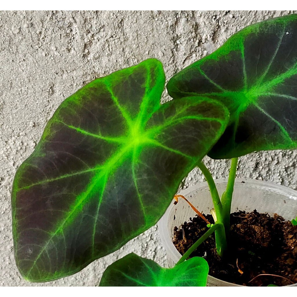 Black Magic / Fancy Aaron Caladium live plant | Shopee Philippines