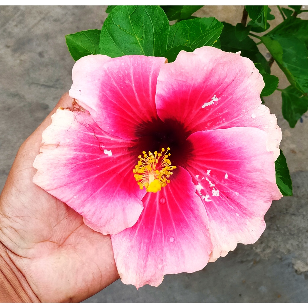 Multicolor Flower Hibiscus / Gumamela Live Plant | Shopee Philippines