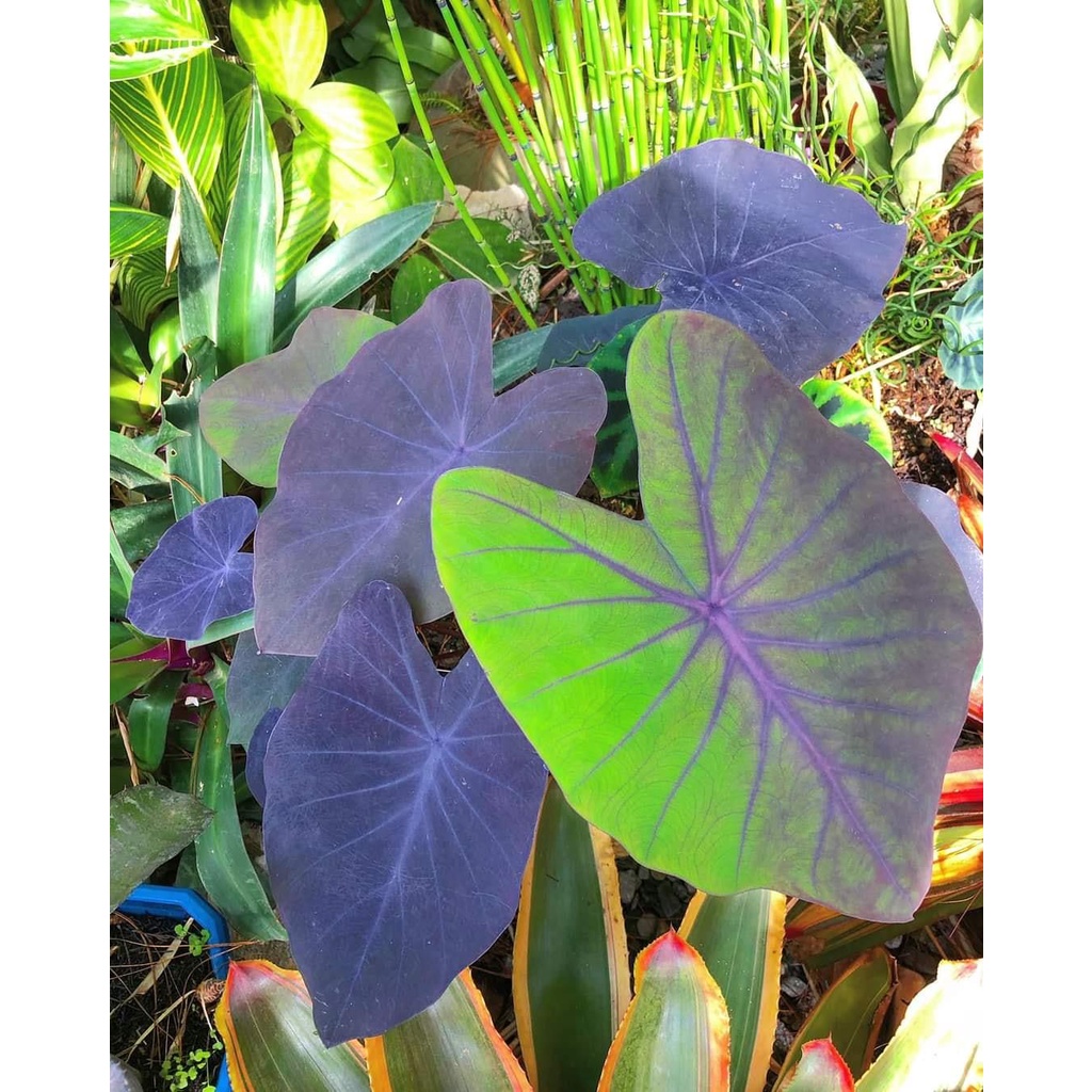 gabing itim/ alocasia black magic | Shopee Philippines
