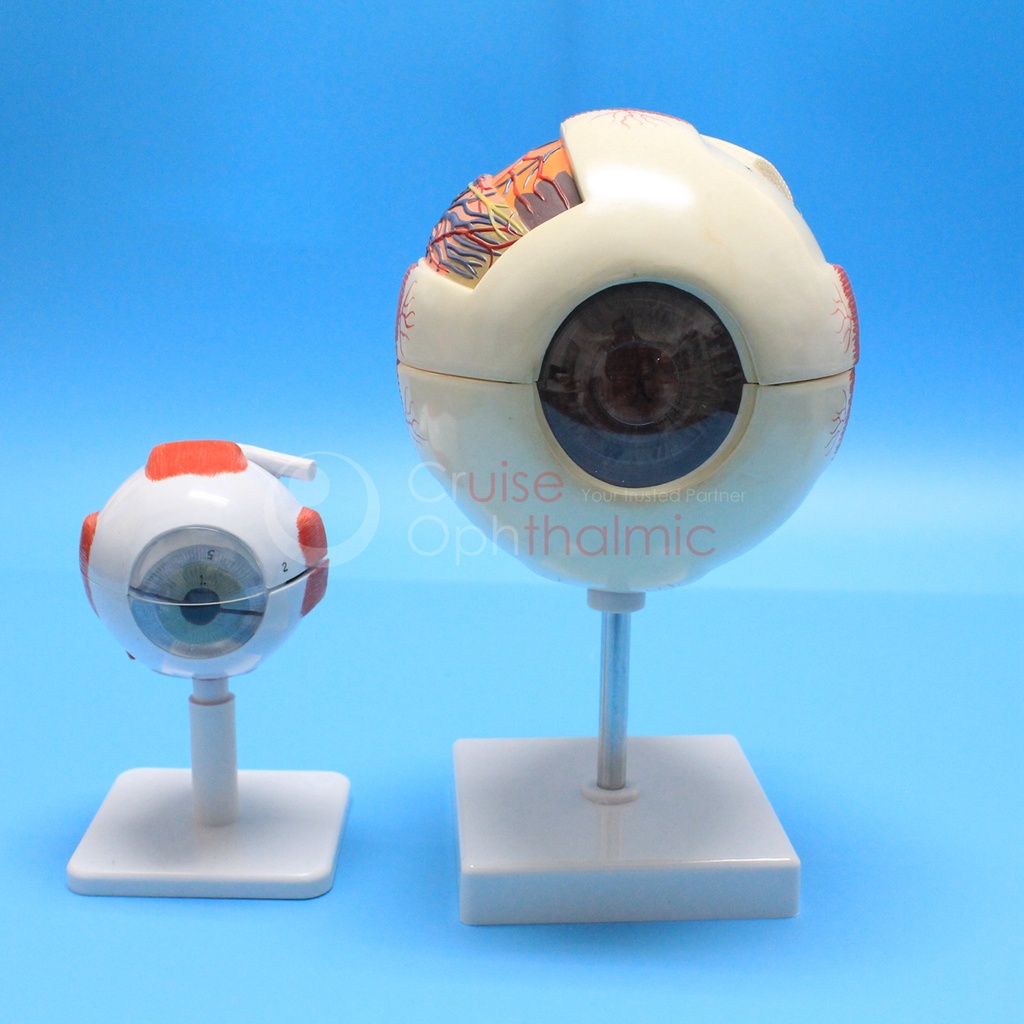 Eyeball Model Anatomical Learning Aid Teaching Instrument 6X ...
