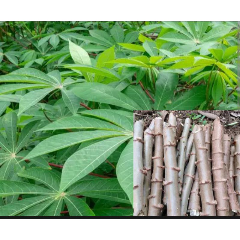 Cassava Cutting/Kamoteng kahoy (for planting 10pcs) | Shopee Philippines