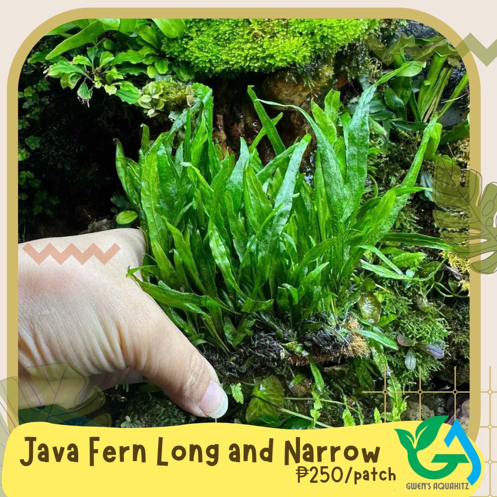 Java Fern, Narrow Leaf, Windelov Fern - Aquatic Ferns | Shopee Philippines