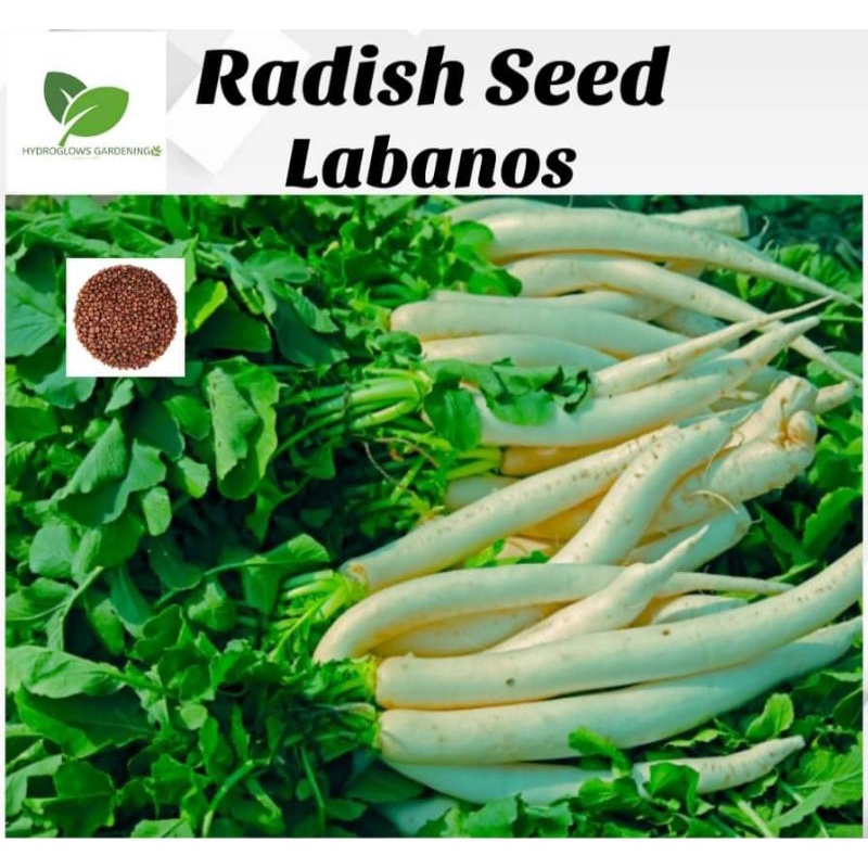 Radish/Labanos ( White ) - 100pcs Seeds (1 pack) | Shopee Philippines