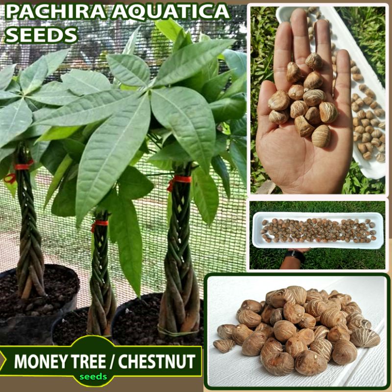 Money Tree Seeds, Pachira Aquatica Seeds, Chestnut | Shopee Philippines