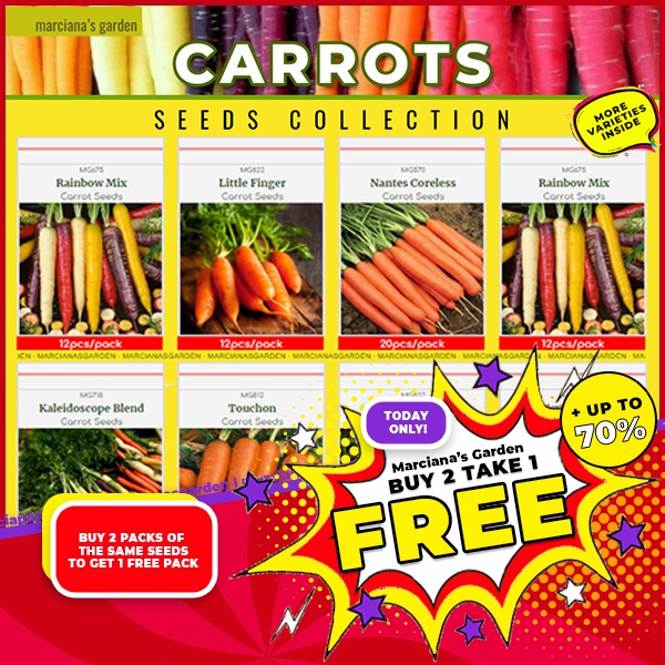 CARROTS SEEDS COLLECTION - CARROT SEED - Nantes Kurodo Touchen Lunar ...