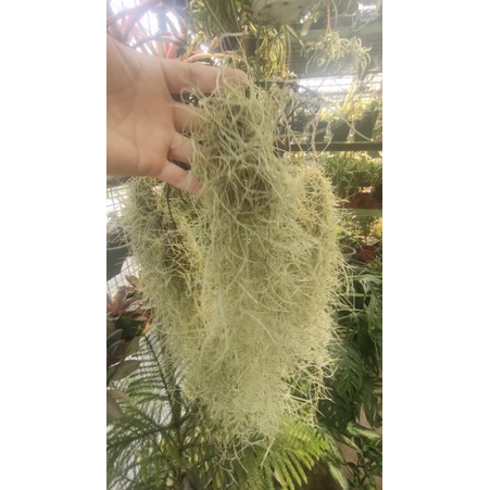 AIR PLANT(JAPANESE MOSS)BUHOK NI MARIA | Shopee Philippines