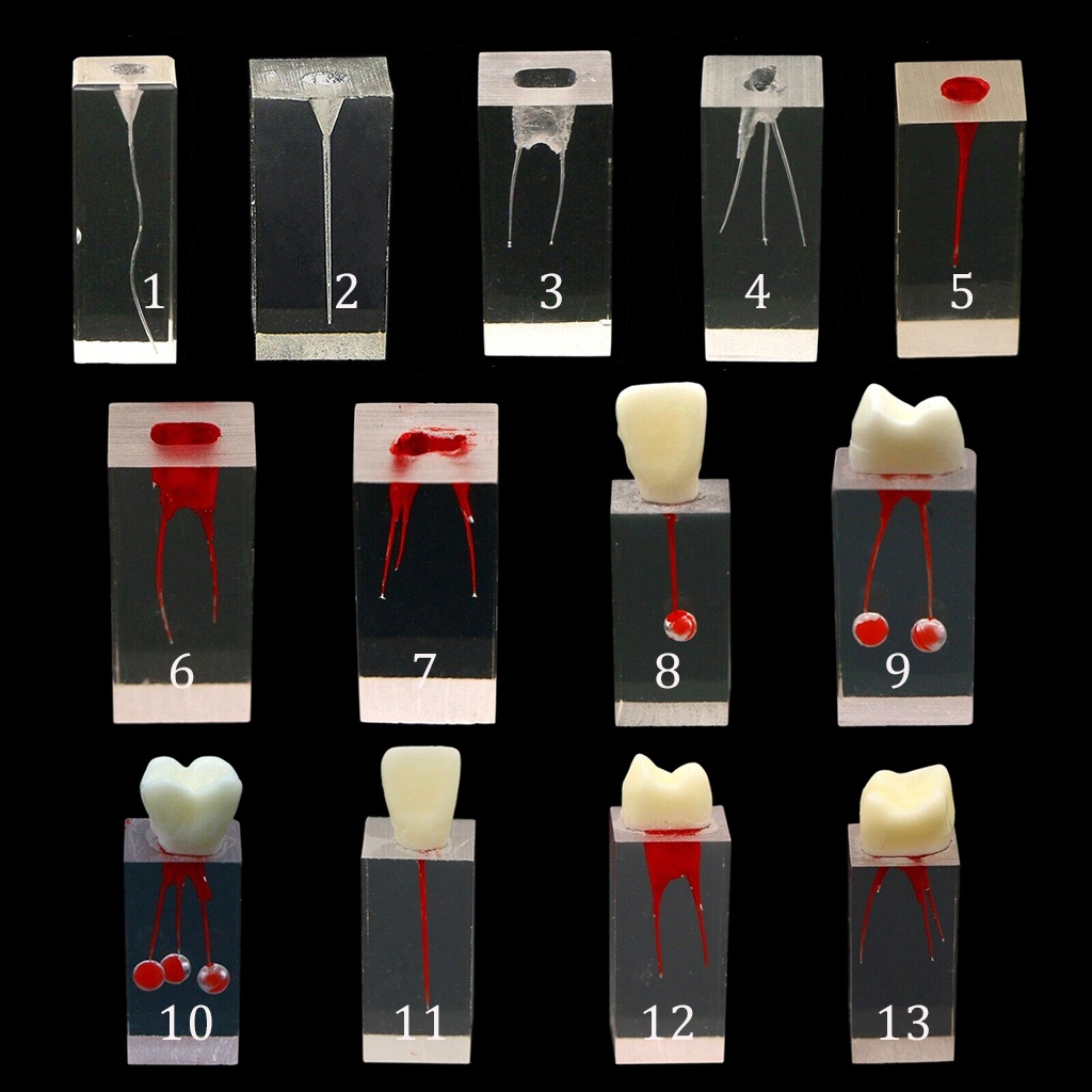 1 Pcs Dental Root Canal Block Model Endodontic Training Tooth Models ...