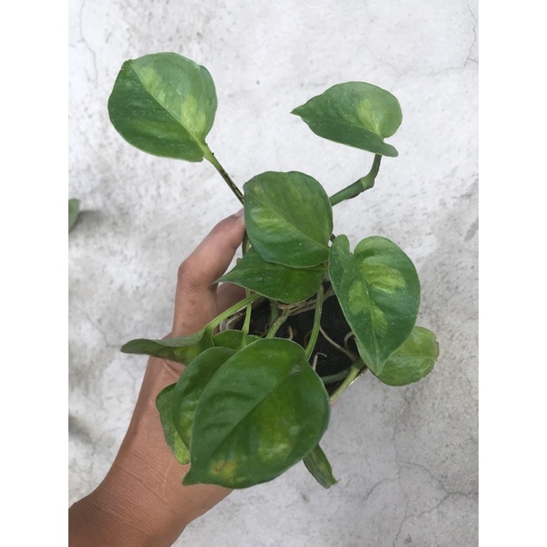SEVs Propa - Epipremnum Aureum Global Green (Asaoka Engei Japan ...