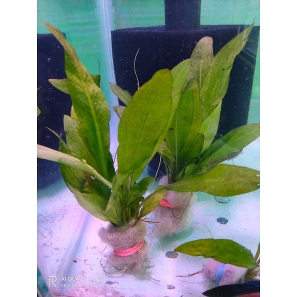 AMAZON SWORD AQUATIC PLANTS PER STEM | Shopee Philippines