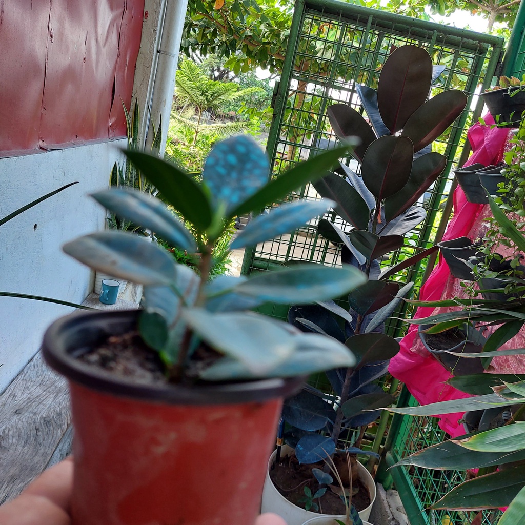 Rubber Plant dwarf (Ficus elastica) A VARIETY OF RUBBER PLANT GOOD FOR ...