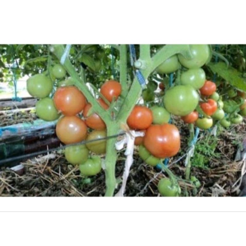 Tomato Seeds(Kamatis)Repacked (20seeds per pack) | Shopee Philippines