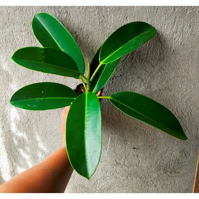 Rubber Tree Robusta Green | Shopee Philippines