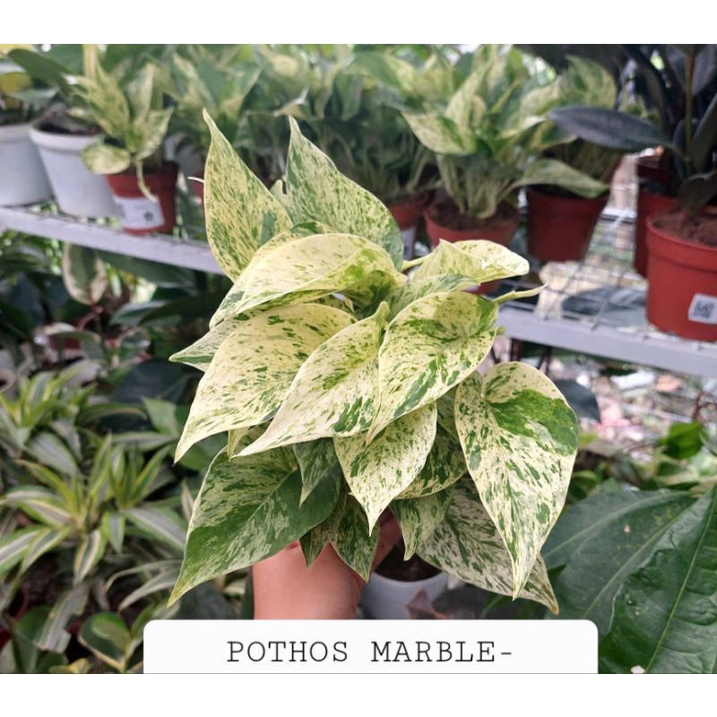 Photos Marble Plants | Shopee Philippines