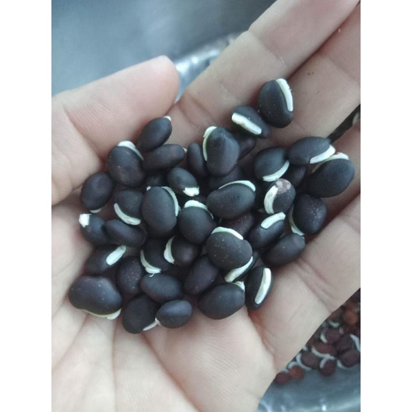 Bataw Green / Bataw Purple Seeds for planting (Hyacinth Bean) 10pcs ...