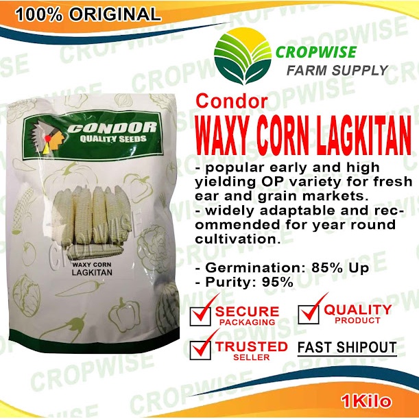 CONDOR WAXY CORN SEEDS LAGKITAN KG | Shopee Philippines