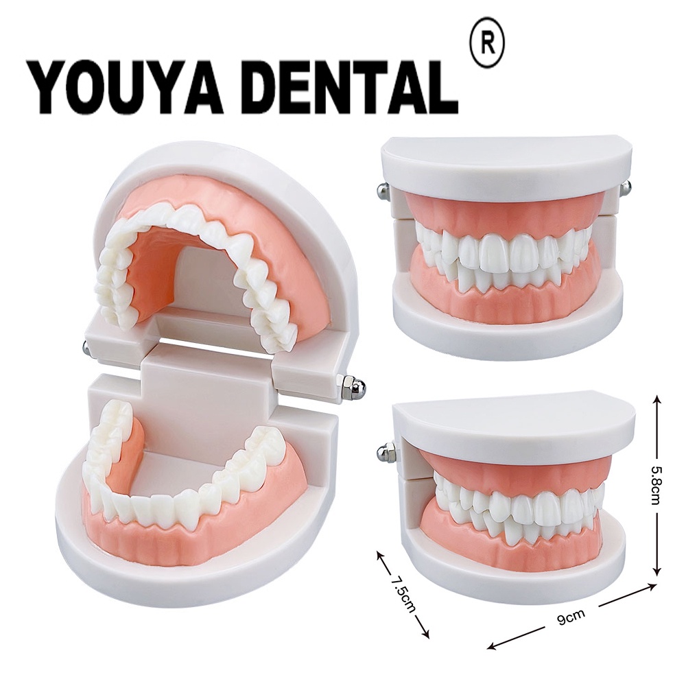 Dental Teeth Model Standard 28 Tooth Model for Dentist Student Teaching ...