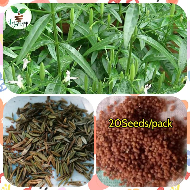 Serpentina Seeds Herbal plant seeds(20Seeds) | Shopee Philippines