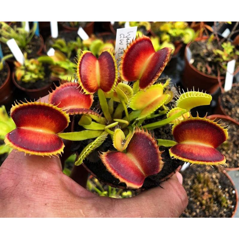 Venus Flytrap Dm. GJ Nosferatu (super rare) | Shopee Philippines
