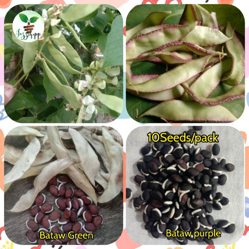 Bataw Green / Bataw Purple Seeds for planting (Hyacinth Bean) 10pcs ...