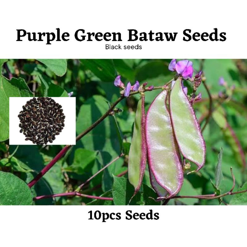 Bataw Seeds Purple Green 5 Seeds - 1pack | Shopee Philippines