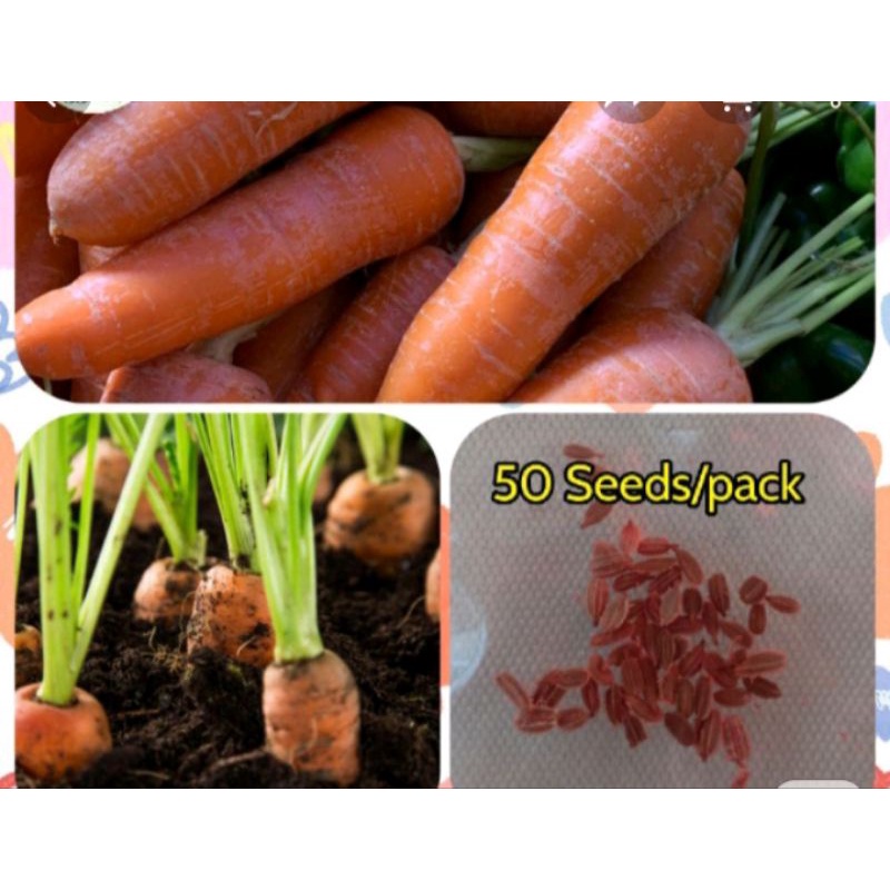 Carrot Seeds Kuruda/Seeds for Planting(50 seeds) | Shopee Philippines