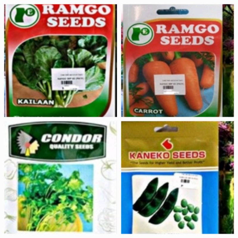 PATANI / KINCHAY / CARROTS / KAILAAN SEEDS (KANEKO / CONDOR ORIGINAL ...