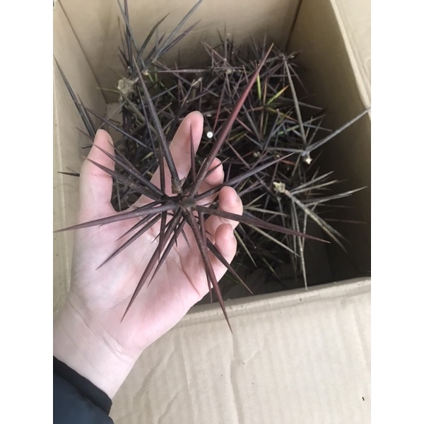 Lotus thorns (cluster thorns, feng shui thorns) | Shopee Philippines