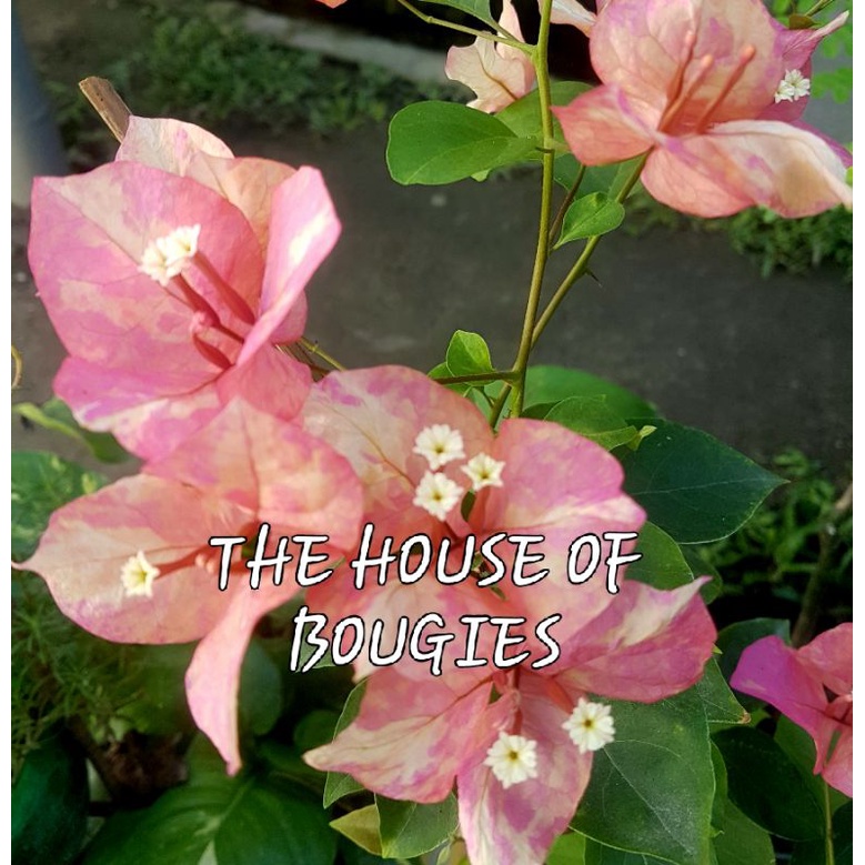 BOUGAINVILLEA ROOTED ARJUNA MEDIUM (tricolor flowers) | Shopee Philippines