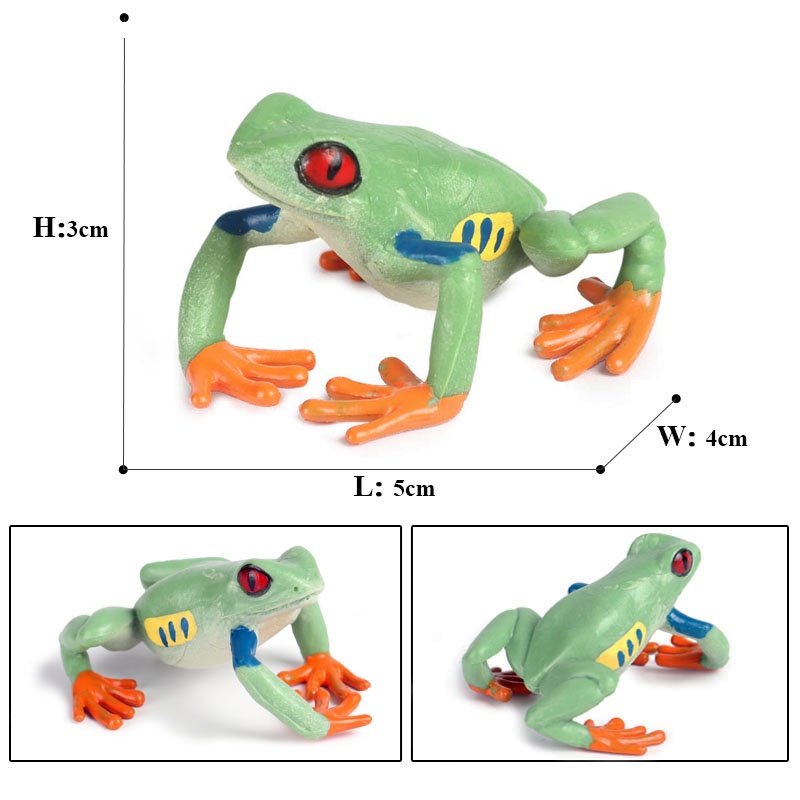 Wild Animals Bullfrog Model Simulation Tadpole Hatch Frog Growth Cycle ...