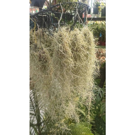 AIR PLANT(BUHOK NI MARIA) | Shopee Philippines