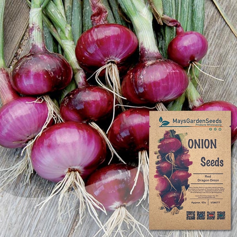 Red Purple Dragon Onion Sibuyas Seeds, Vegetable Seeds#077 | Shopee ...
