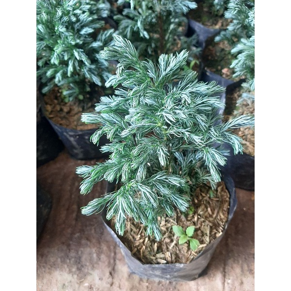 silver pine(small pot) | Shopee Philippines