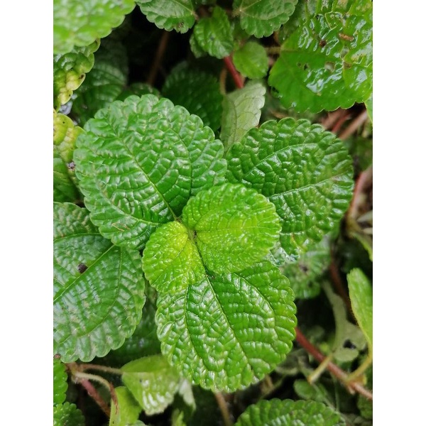 Hanging/ Wall climbing seed ling bag | Shopee Philippines