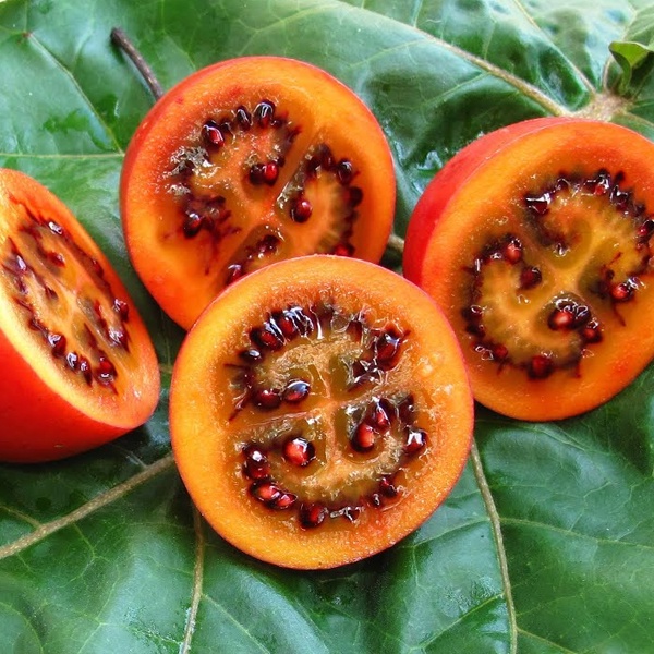 RARE FRUIT SEEDS COLLECTION - Heirloom Fruits Seeds Collection - Dragon ...