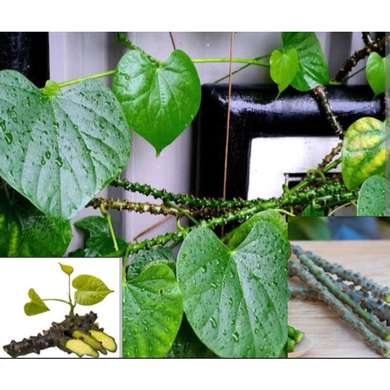 MakaBuhay plant/Panyawan Pantanim (7stem) | Shopee Philippines