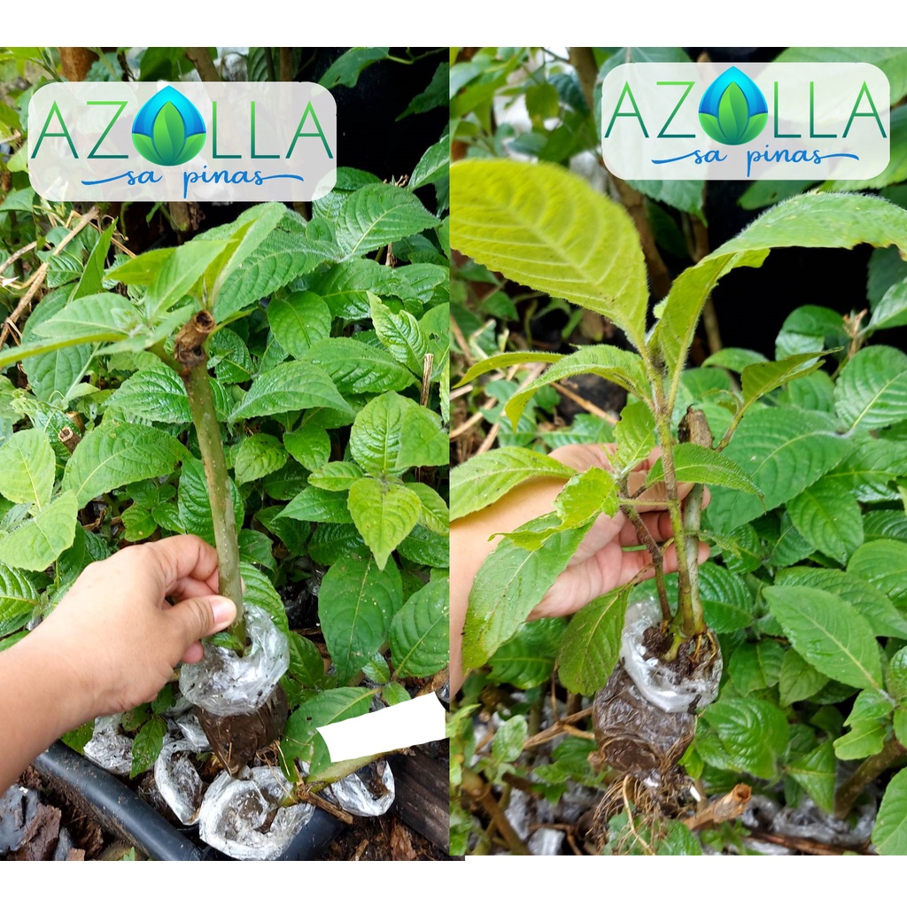 Madre de Agua or Trichantera Rooted Seedlings (may Ugat at Dahon -Buhay ...