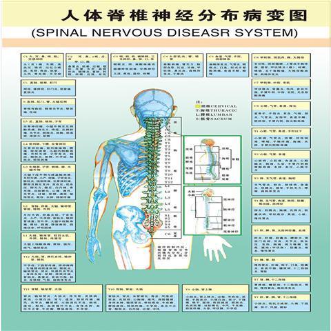 1/8 Human Acupoint Map Neural System Series Human Spine Neurosis ...
