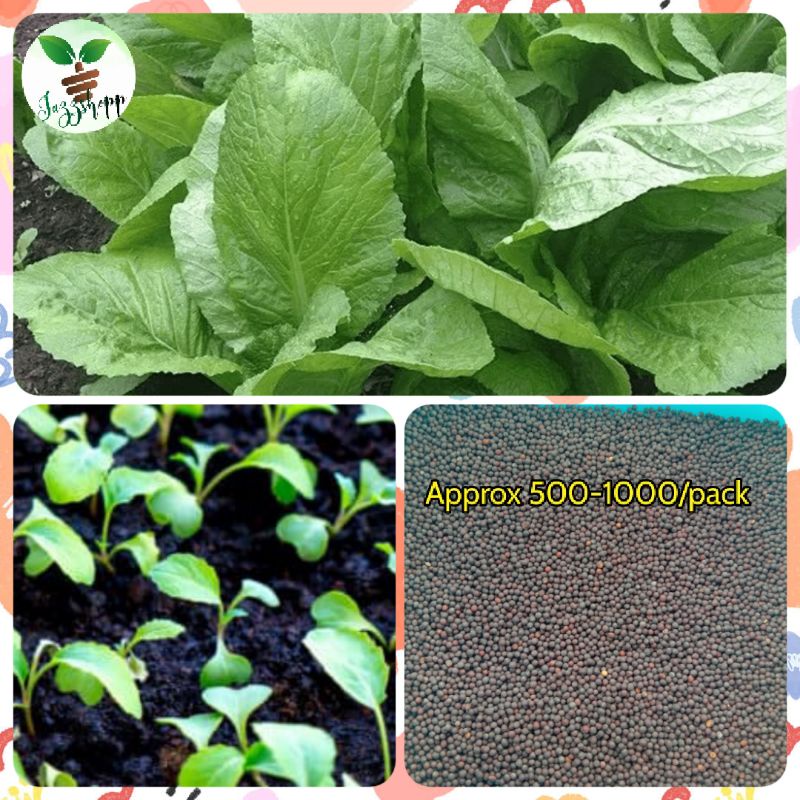 Mustasa Seeds for planting | Shopee Philippines