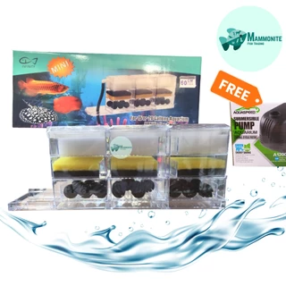 Mammonite Fish Trading, Online Shop | Shopee Philippines