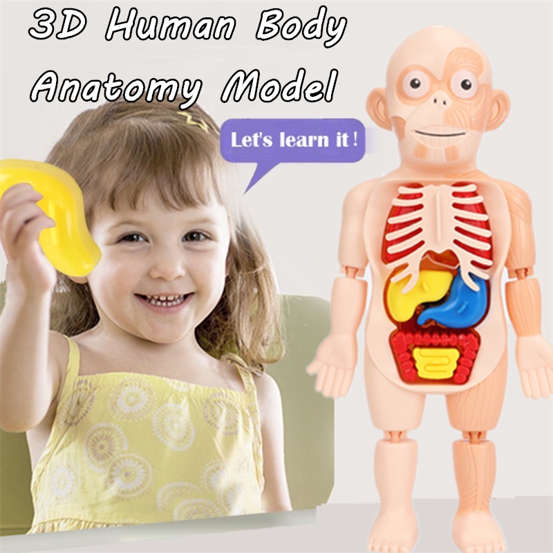 【COD】3D Human Body Anatomy Model Medical Kid Early Education Model ...