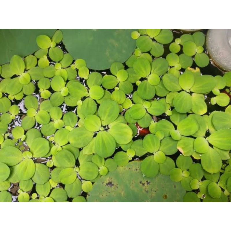 Red Root / Azolla / Duckweed / Mini Watter Lettuce [Floating Plants ...